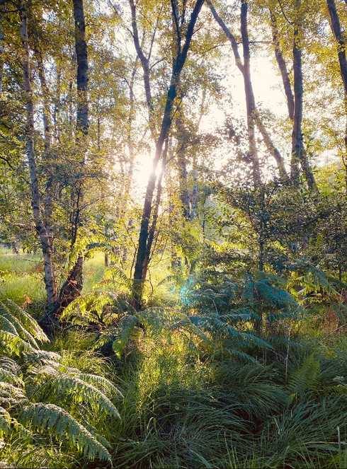 Kiss House: interior design inspiration from nature for a considered life.